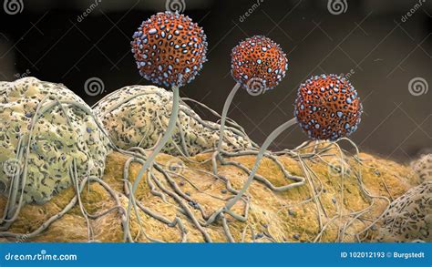 Macro Shot Of Growing Mildew Stock Illustration Illustration Of Life