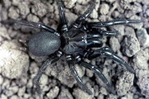 Sydneys Famous Funnel Web Spider Splits Into Three The Australian