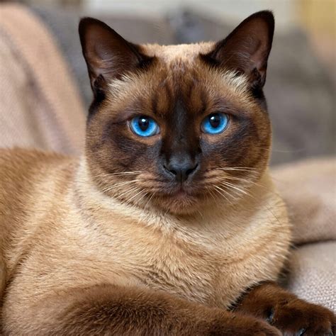 6 Things To Know About The Colorpoint Shorthair Cat