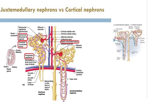 Solved Label The Image Below To Identify The Two Types Of Nephrons