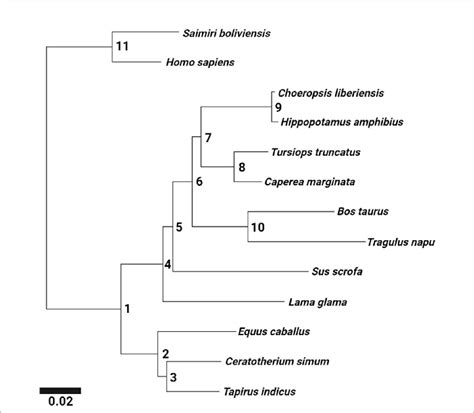 Ungulate Cetartiodactyla Perissodactyla Phylogeny Generated From