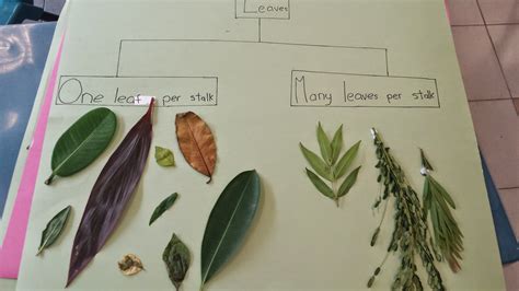 Class 3a 2014 Group Work Classifying Leaves Plant Systems