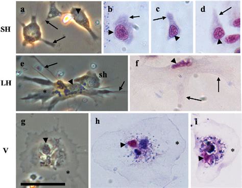 Hemocytes From C Gasar Hemolymph Stained With Neutral Red A E G