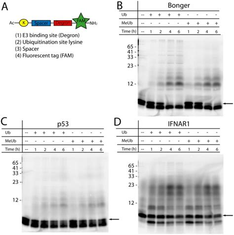 A Schematic Of The Degron Based Substrate Consisting Of Four