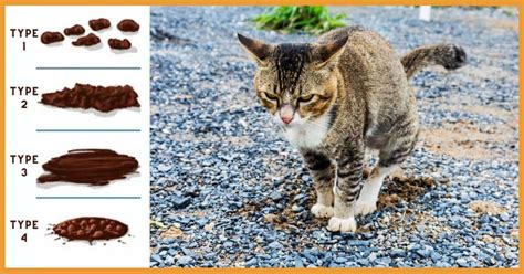 What Causes Cat Diarrhea And How To Treat It