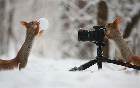 Cutest Photoshoot Of Squirrel By Russian Photographer Reckon Talk