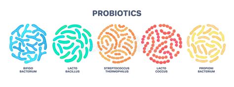 Probiotics Lactic Acid Bacteria Good Bacteria And Microorganisms For