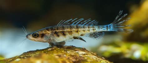 Flowing Finned Fish In A Natural Habitat Stock Image Image Of Fauna