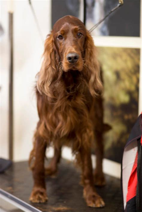 How To Groom Irish Setter Ears