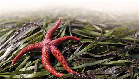 Is Waste From Historic Sawmills Toxic To Native Eelgrass Washington