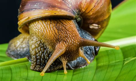 Do Snails Have Teeth Pests Banned