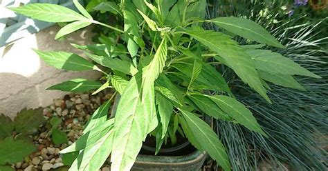 Single Leaf Plant Album On Imgur