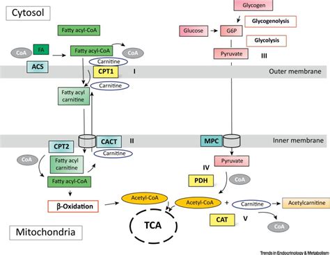 Beta Oxidation Mitochondria