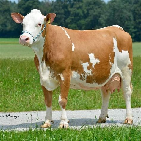 گاوداری نالی