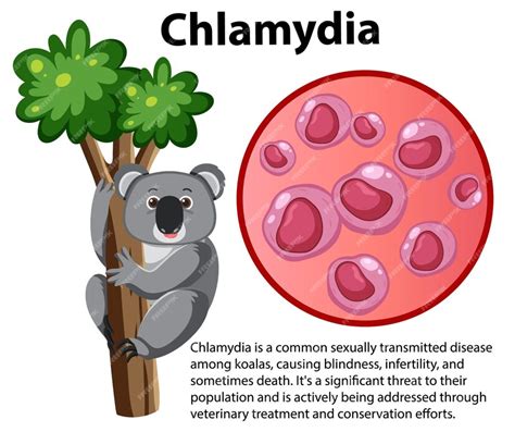 Premium Vector Chlamydia Trachomatis With Explanation