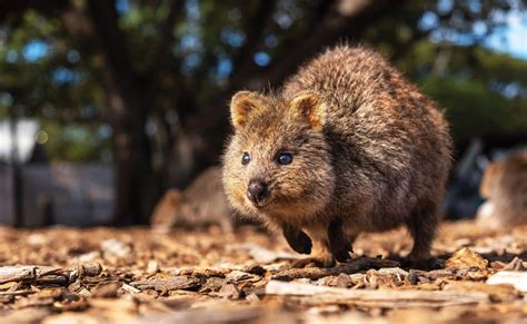Quokka Selfies Australian Geographic