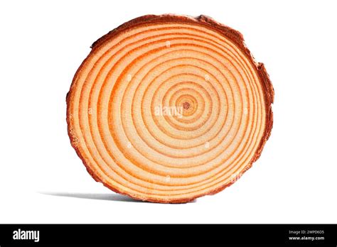 Small Cross Section Of A Tree Trunk With Age Rings Isolated On A White