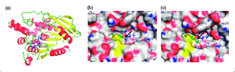 Tertiary Structure And Substrate Docking Simulation Of Acetyl Xylan