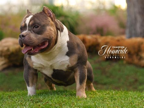 American Bully Vs Pit Bull Differences Laws And Temperament