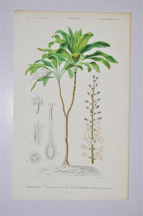 Dracaena Hand Colored Original Antique Botanical Print Orbigny