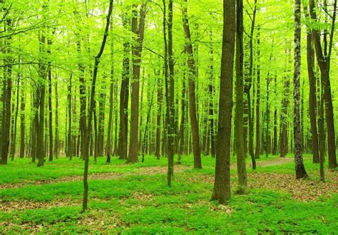 Page 115 Nature Forest Background Images Free Download On Freepik