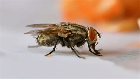 Identifying The Most Dangerous Fly Species In The World Pure Green