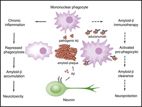 Amyloid Cascade Into Clarity Immunity