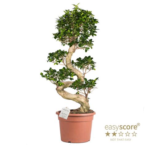 Ficus Microcarpa — Plant Wholesale Floraccess