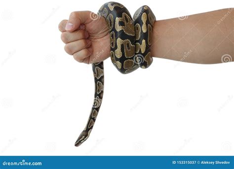 The Image Of The Royal Or Ball Python On The Hand Of Man Stock Image