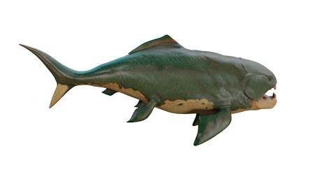 Dunkleosteus Rigged 3d Model Blender Market