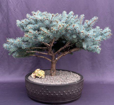 Blue Bonsai Tree Hi This Is My Bonsai Tree I Am Both New To Caring