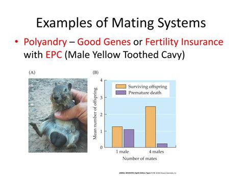 Ppt Sex And Mating Powerpoint Presentation Free Download Id 2273586