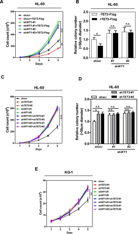 Wt1 Recruits Tet2 To Regulate Its Target Gene Expression And Suppress Leukemia Cell