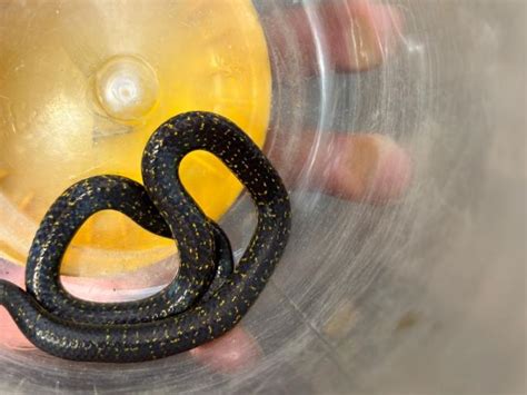 निसर्गाची देणगी शिराळ्यात दुर्मिळ खापर खवल्या सापाचे दर्शन