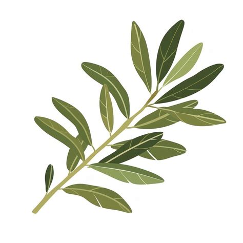 Olive Leaves Leaf Illustration Plant Free Photo Illustration Rawpixel