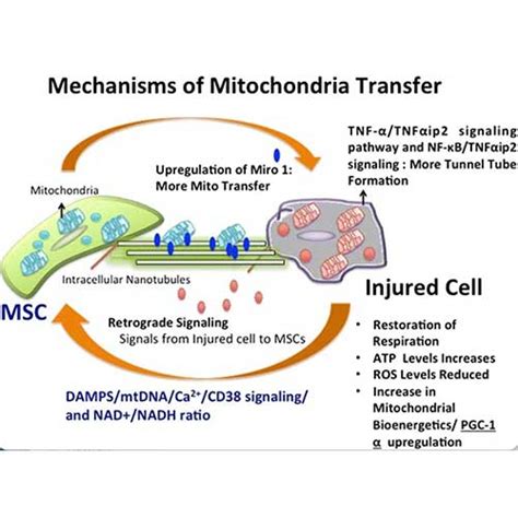 Mitochondrial Transfer A Breakthrough In Cancer Therapy