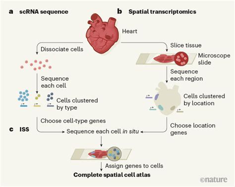 Heart Cell Diagram
