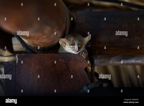 Madagascar Urban Wildlife Lemur In Restaurant Roof Grey Mouse Lemur