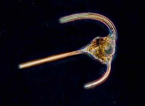 Ceratium Marine Algae Dinoflagellates Plankton Britannica