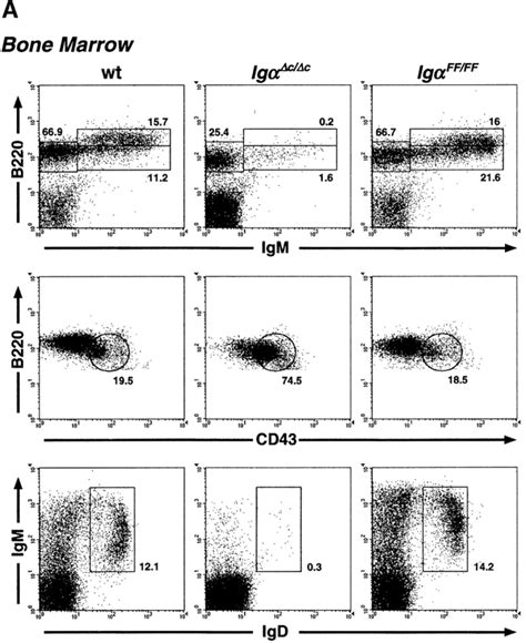Interference With Immunoglobulin Igα Immunoreceptor Tyrosinebased