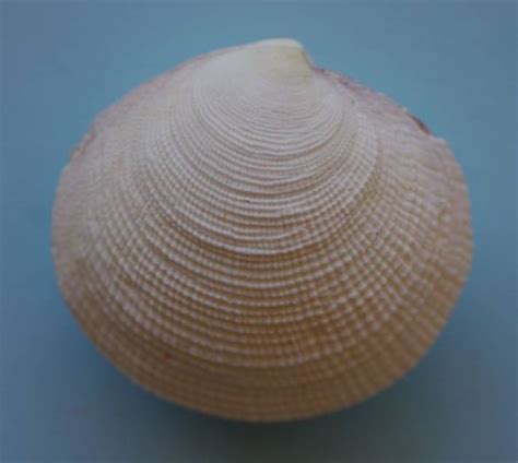 Codakia Tigerina 3411627