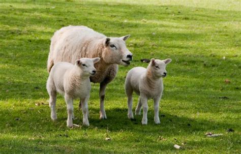 מזל טלה עם מזל סרטן התאמה לפי מזלות ערוץ 2000