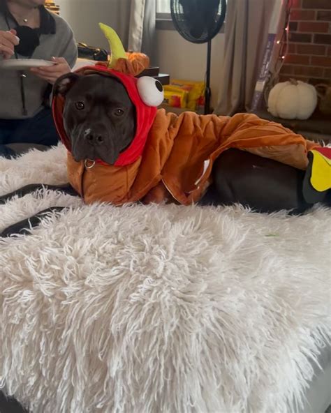 June Bug She Loves It Here 😇 😅🖤 🐾 Follow Junebugg For More Cute