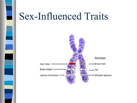 Sex Influenced Traits Ppt