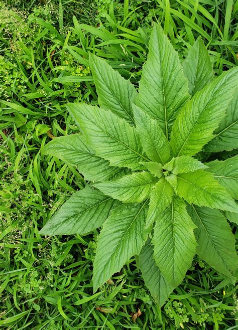 How To Get Rid Of American Burnweed At Erika Nelson Blog