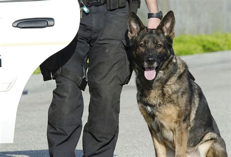 Massachusetts Non Profit Helps Police K9s Get Home Safe