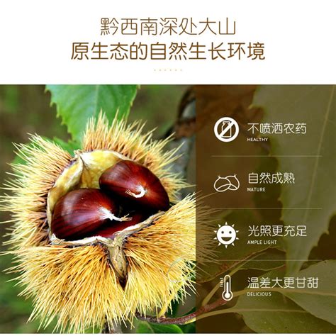 一件代发三只松鼠开口能栗120g袋带壳板栗休闲坚果甘栗仁包邮 阿里巴巴