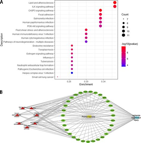 A Kegg Pathway Enrichment Analysis Of Top 31 Genes B Download