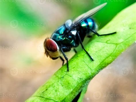 Cochliomyia Hominivorax The New World Screw Worm Fly Or Screw Worm