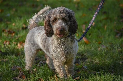 Premium Photo Cockapoo Dog On Grass Field